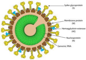 Torovirus - Structure, Genome, Replication, Pathogenesis - Biology ...