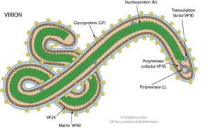 Ebola Virus - Structure, Genome, Replication, Pathogenesis - Biology ...