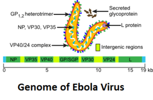 Ebola Virus - Structure, Genome, Replication, Pathogenesis - Biology ...