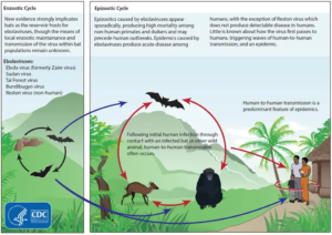 Ebola Virus - Structure, Genome, Replication, Pathogenesis - Biology ...
