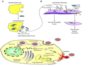 Ebola Virus - Structure, Genome, Replication, Pathogenesis - Biology Notes Online