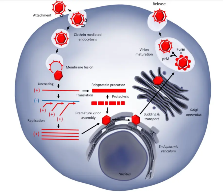 West Nile Virus (WNV) - Structure, Genome, Replication, Pathogenesis ...