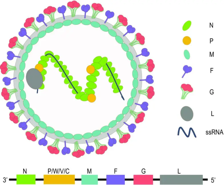 Nipah Virus Niv Definition Structure Genome Replication Transmission Biology Notes Online