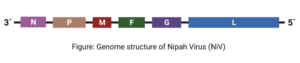 Nipah Virus (NiV) - Definition, Structure, Genome, Replication ...
