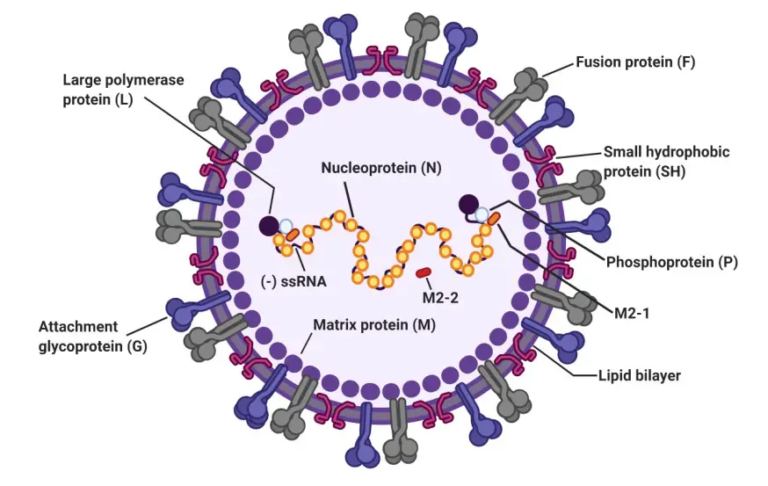 Respiratory Syncytial Virus (RSV) - Definition, Structure, Genome ...