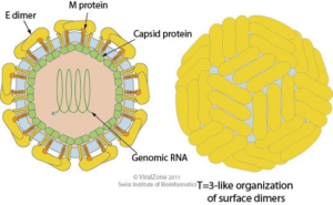 Zika Virus (ZIKV) - Definition, Structure, Genome, Replication ...
