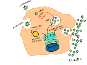 Zika Virus (ZIKV) - Definition, Structure, Genome, Replication ...