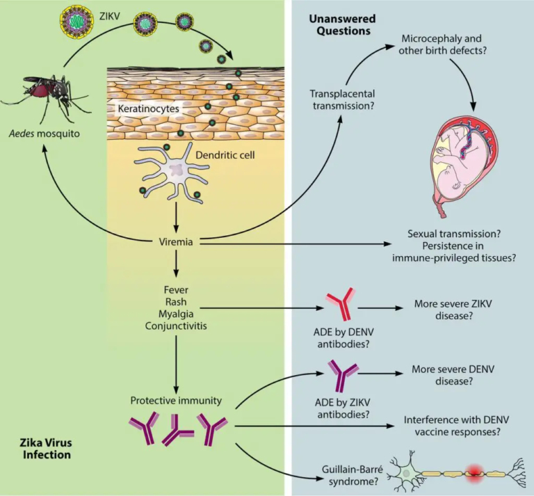 Zika Virus (ZIKV) - Definition, Structure, Genome, Replication ...