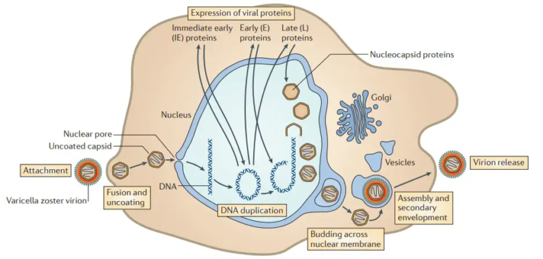 Varicella Zoster Virus - Definition, Structure, Genome, Replication ...
