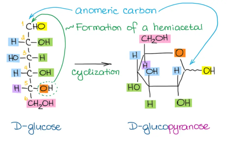 Haworth Projection - Definition, Characterisitcs, Examples - Biology ...
