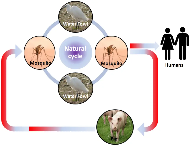 Japanese Encephalitis (JE) Virus - Biology Notes Online