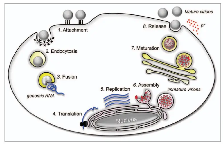 Japanese Encephalitis (JE) Virus - Biology Notes Online