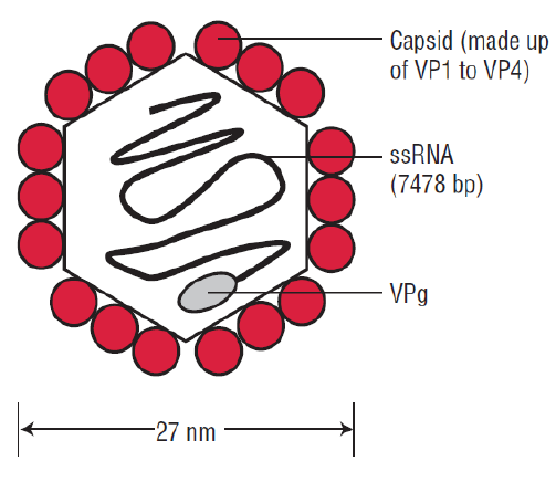 A Schematic Diagram Of The Structure Of The Poliovirus Esther Bullitt,