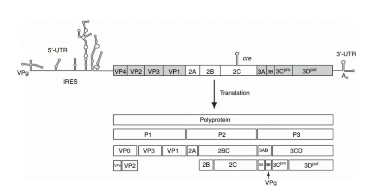 Polio Virus - Structure, Genome, Replicationm, Pathogenesis - Biology ...