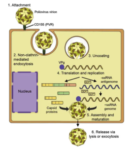 Polio Virus - Structure, Genome, Replicationm, Pathogenesis - Biology ...