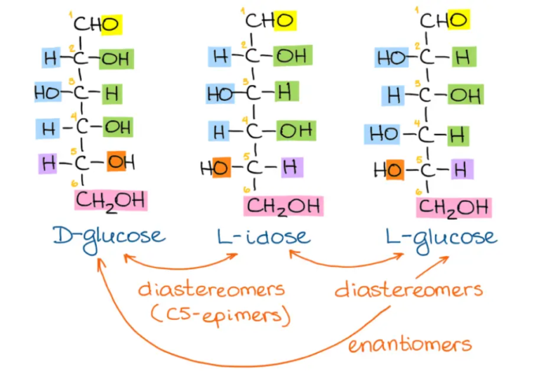 Haworth Projection - Definition, Characterisitcs, Examples - Biology ...