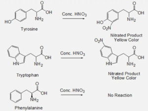 Xanthoproteic test - Principle, Procedure, Result, Application ...