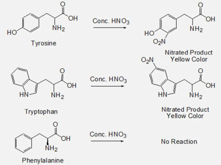Xanthoproteic test - Principle, Procedure, Result, Application ...
