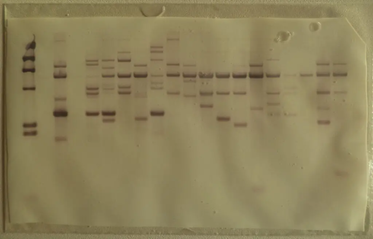 Southern Blot - Definition, Principle, Steps, Importance - Biology ...
