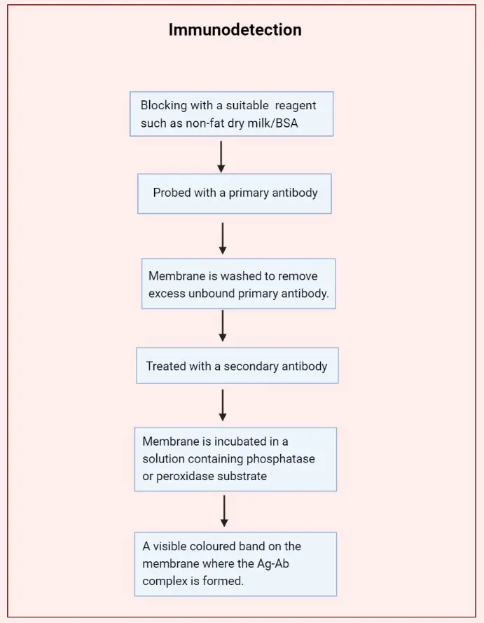 Western Blotting Technique Principle And Procedure