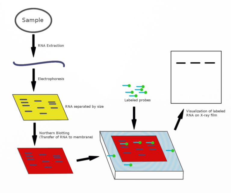 Northern Blotting - Protocol, Principle, Application, Result - Biology ...
