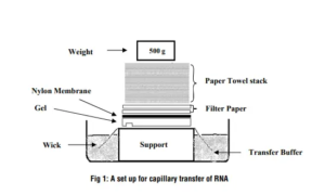 Northern Blotting - Protocol, Principle, Application, Result - Biology ...