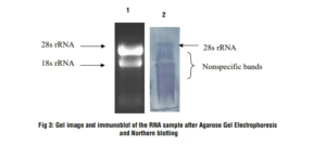 Northern Blotting - Protocol, Principle, Application, Result - Biology ...
