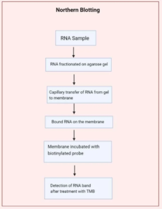 Northern Blotting - Protocol, Principle, Application, Result - Biology ...
