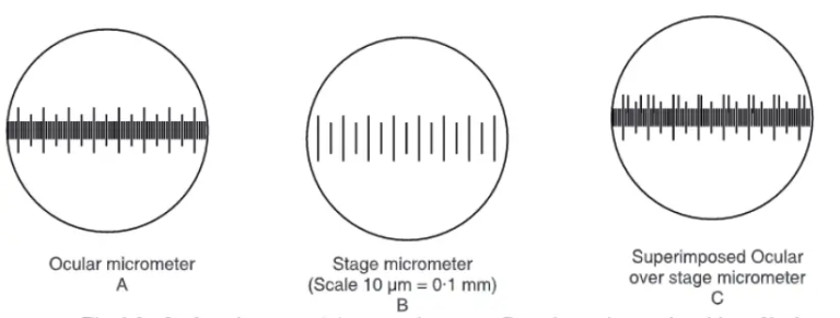 Measurement Of Microorganisms - Micrometry - Biology Notes Online