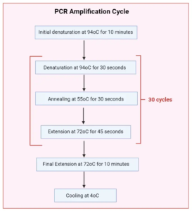 Polymerase Chain Reaction (PCR) - Definition, Steps, Principle ...