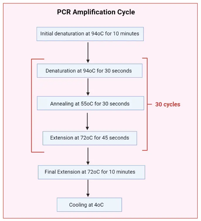 Working Principle Of Polymerase Chain Reaction Pcr Pcr