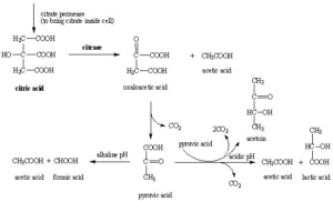 Simmons Citrate Agar - Principle, Composition, Procedure, Result, uses ...