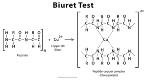 Biuret Test For Protein Principle, Procedure, Result, Application ...