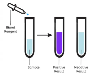 Biuret Test For Protein Principle, Procedure, Result, Application ...