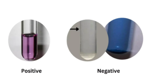 Biuret Test For Protein Principle, Procedure, Result, Application ...