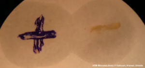 Oxidase Test - Definition, Principle, Procedure, Result, Application ...