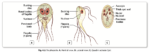 Giardia intestinalis - Morphology, Life Cycle, Prevalence, Epidemiology ...