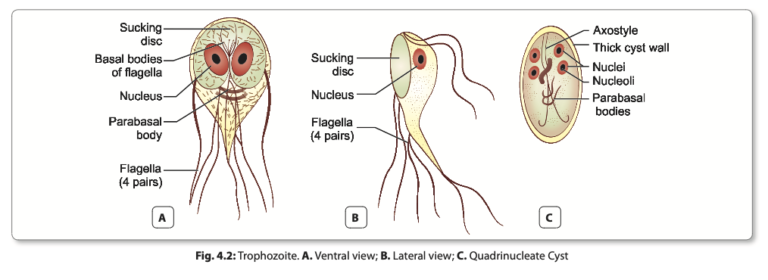 Giardia intestinalis - Morphology, Life Cycle, Prevalence, Epidemiology ...