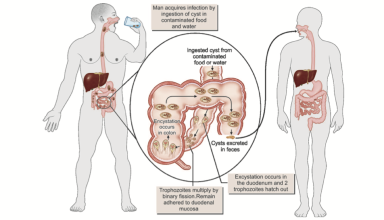 Giardia intestinalis - Morphology, Life Cycle, Prevalence, Epidemiology ...