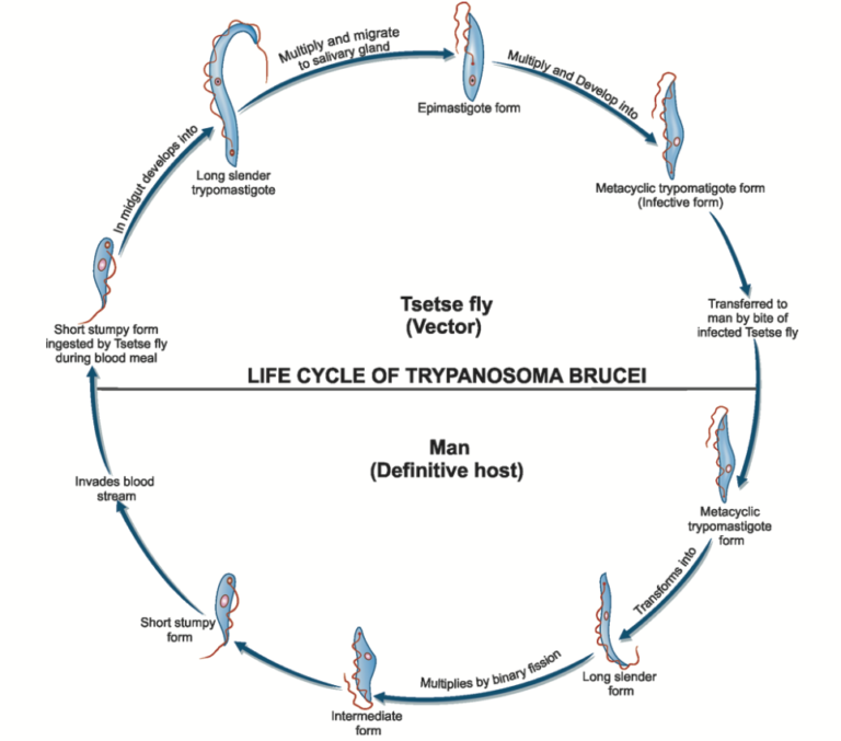 Trypanosoma gambiense - Life Cycle, Pathogenesis, Prophylaxis ...