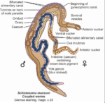 Schistosoma haematobium - Life cycle, pathogenicity and prophylaxis ...