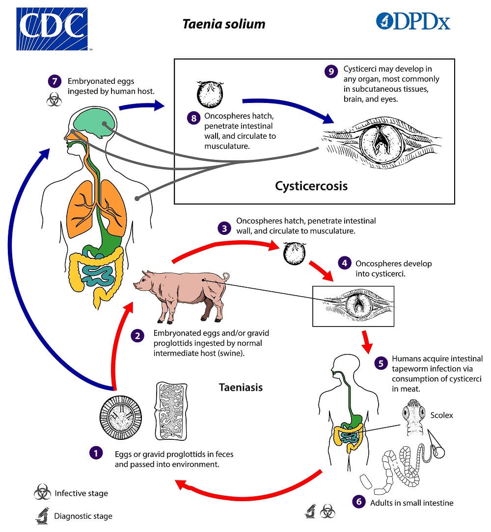 Taenia solium - Structure, Reproduction, Life Cycle, Characteristics ...