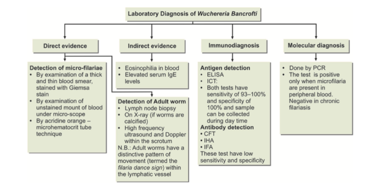 Wuchereria Bancrofti - Morphology, Life Cycle, Epidemiology ...