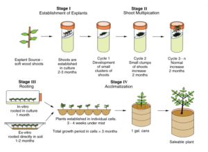 Micropropagation - Definition, Application, Advantages, Disadvantages ...