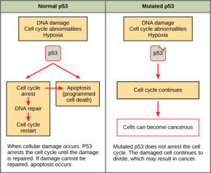 Cell Cycle - Definition, Phases, Checkpoints, Regulation - Biology ...