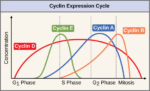 Cell Cycle - Definition, Phases, Checkpoints, Regulation - Biology ...