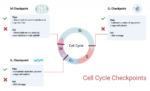 Cell Cycle - Definition, Phases, Checkpoints, Regulation - Biology ...