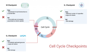 Cell Cycle - Definition, Phases, Checkpoints, Regulation - Biology ...