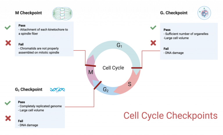 Cell Cycle - Definition, Phases, Checkpoints, Regulation - Biology ...