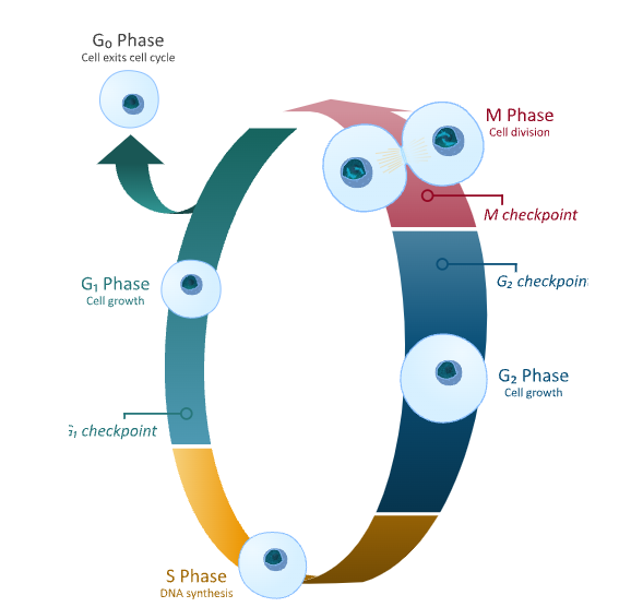 Cell Cycle Phases